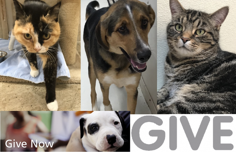 Donate - Humane Society of Delaware County