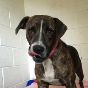 Mission Statement - Humane Society of Delaware County